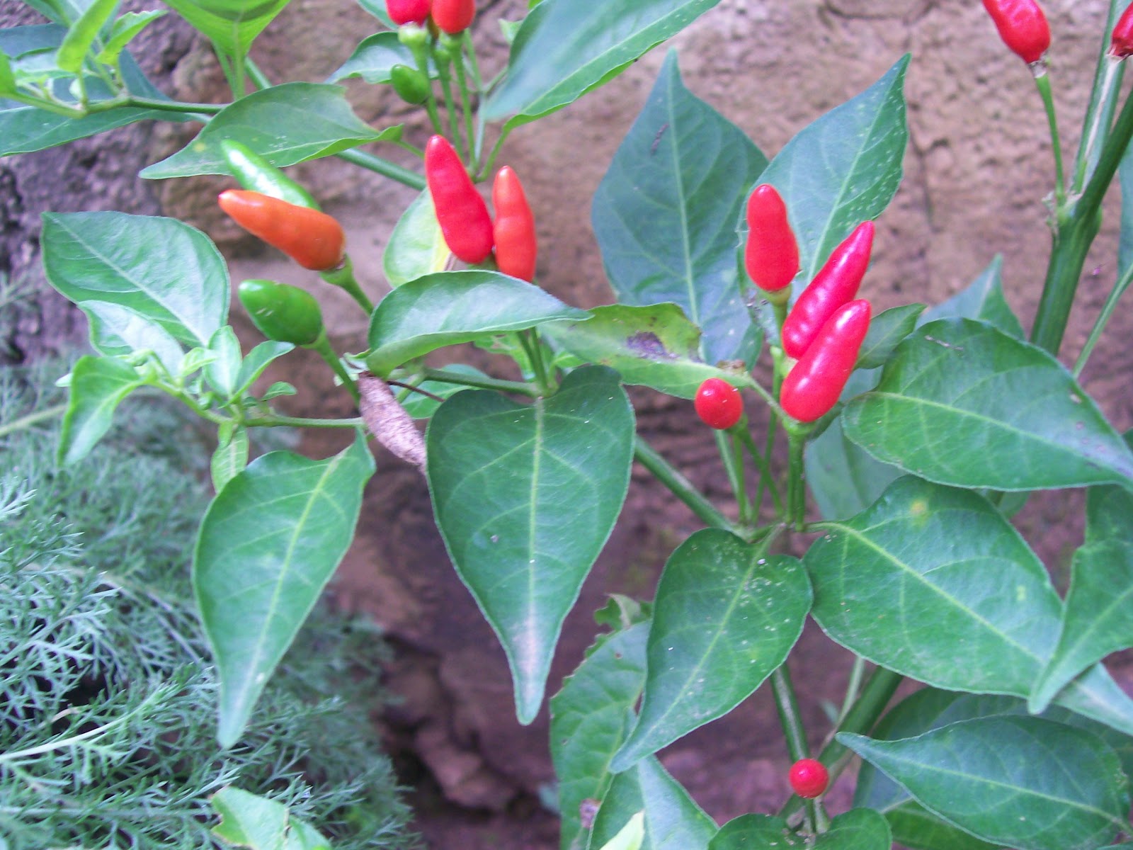 Uma semente por dia: A pimenta-malagueta