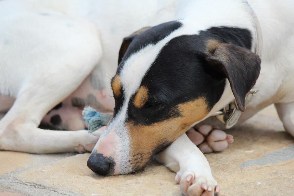 Conoce tu raza...El ratonero bodeguero andaluz - Club Mascodín