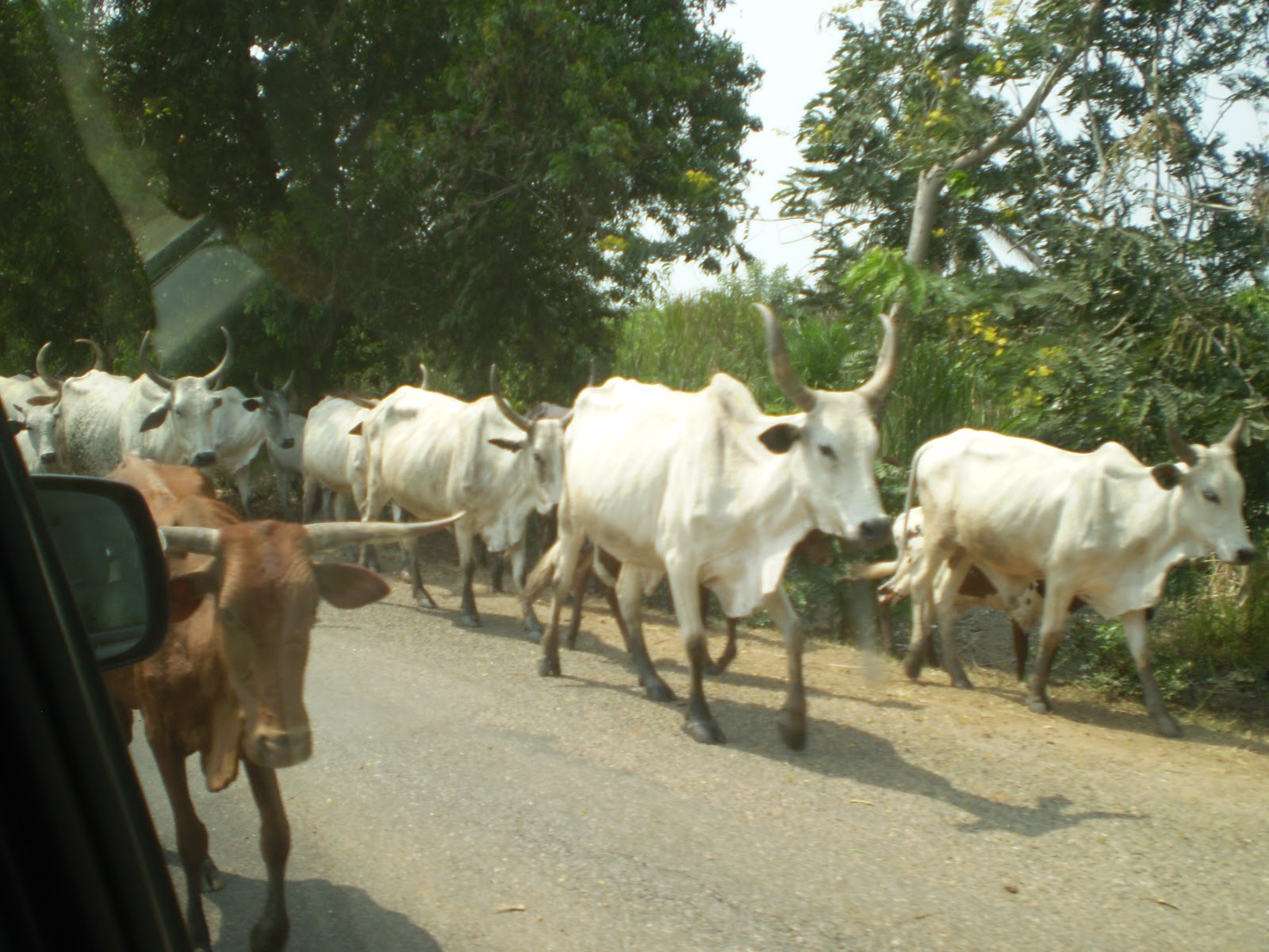Ghana With The Wind: The Flora and Fauna of the Accra, West Africa Region