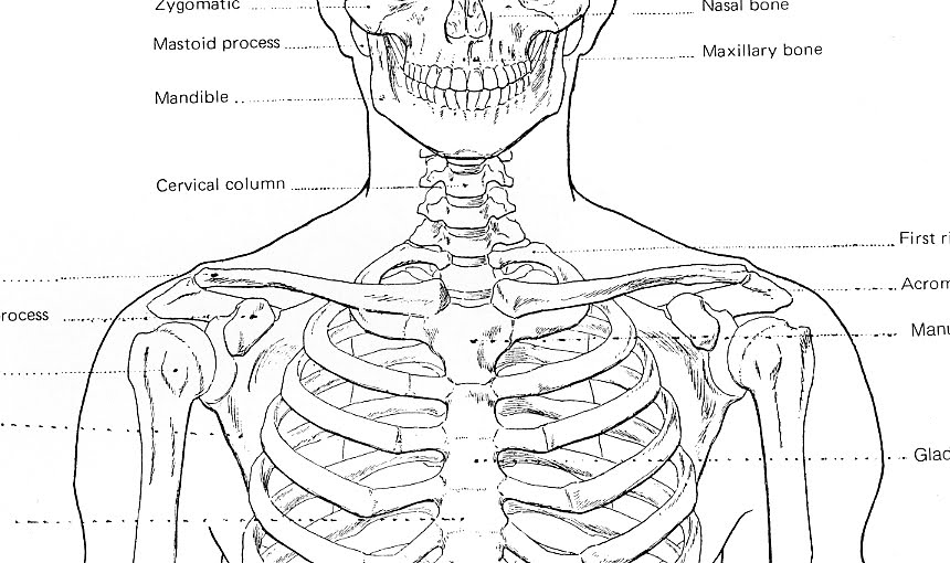 Figure Drawing and Anatomy: Neck and Shoulder Girdle