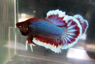Brunei Bettas: Salamander Halfmoon Plakat for sale!!