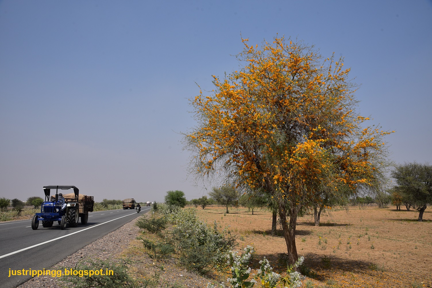 Just Tripping!: Roheda – The Dream in the Desert