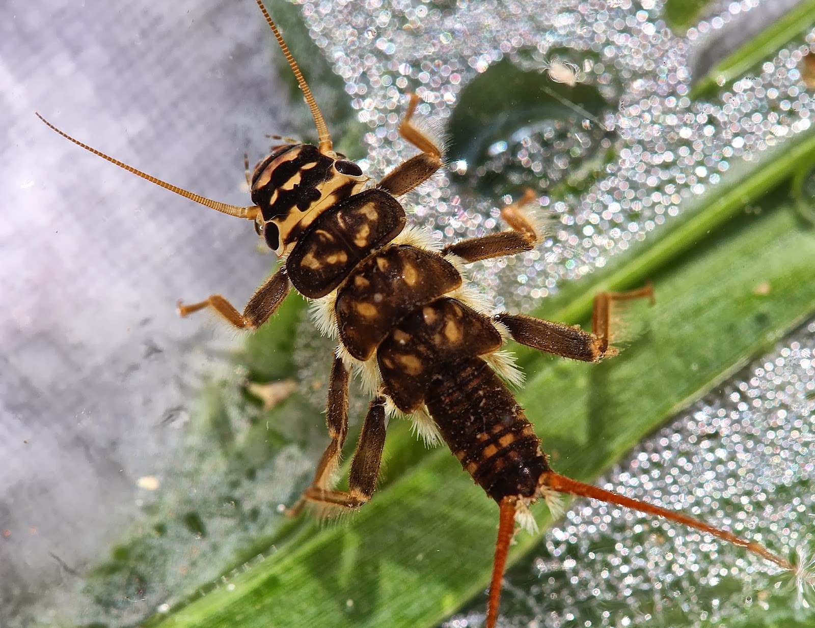 Aquatic Insects of Central Virginia: The common stonefly, Acroneuria ...