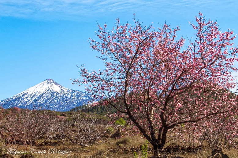 EL RINCÓN FOTOGRÁFICO DE FRANCISCO CURBELO: ALMENDROS EN FLOR. SANTIAGO ...