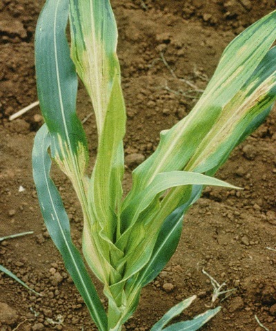 MEDIA PENYULUH PERTANIAN NURSETO AGUS HARYATMO.BLOGGER: PENGENDALIAN ...