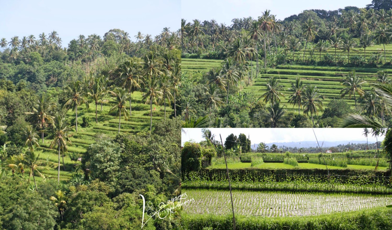 Voyages et Expériences : Bali: de Pemuteran à Sanur VIA PUPUAN, Sublime!