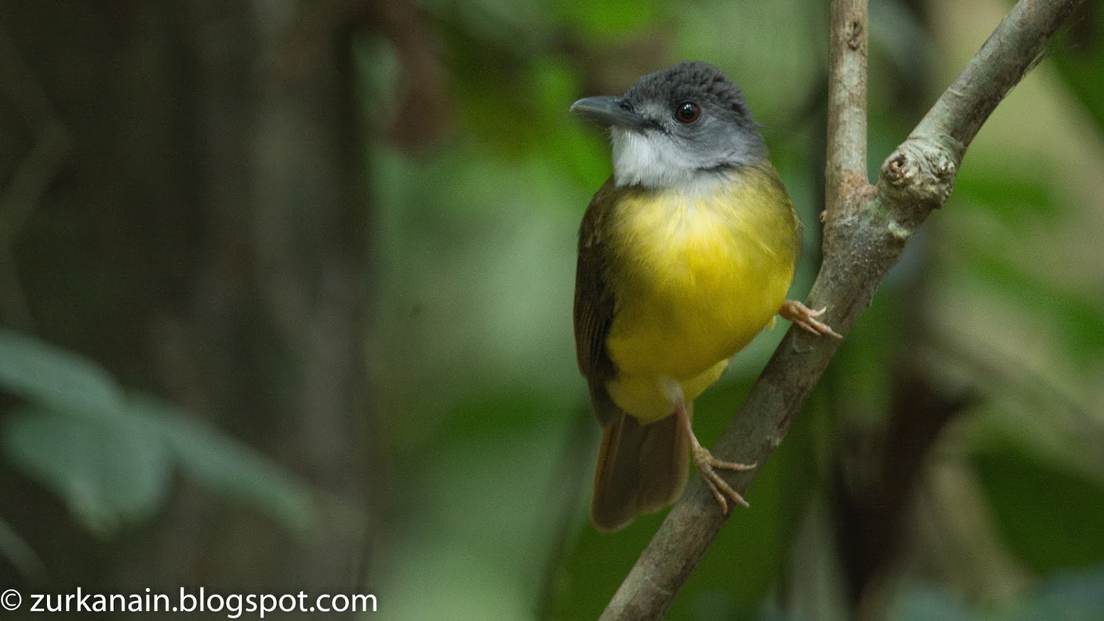 Zul Ya Birds Of Peninsular Malaysia Yellow Bellied Bulbul
