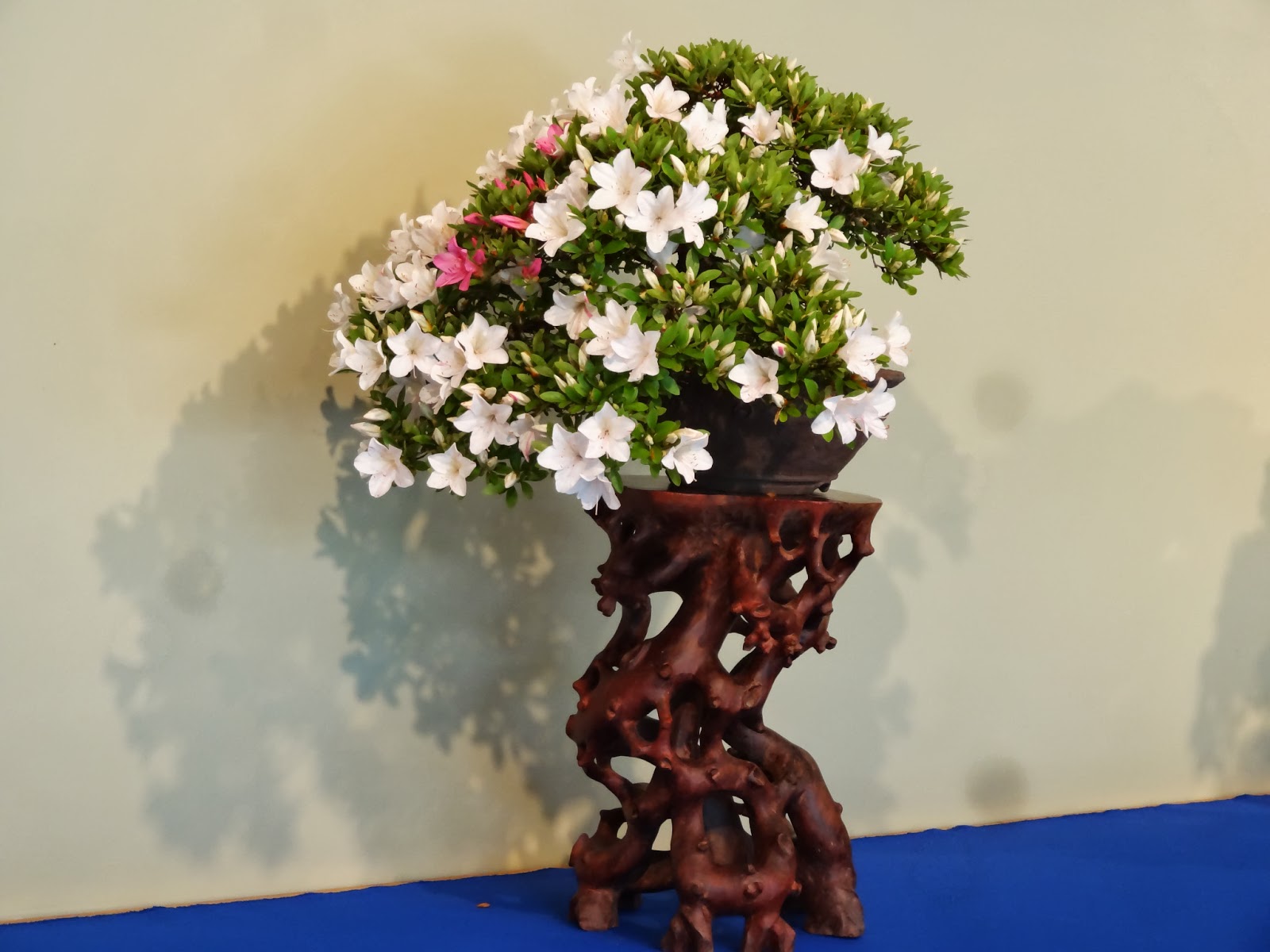 Love, Joy and Peas: Azaleas of Old Japan: Satsuki Bonsai Exhibit at the ...