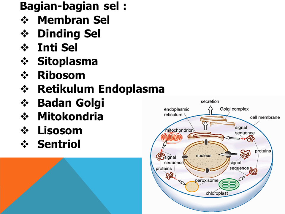 Slide Powerpoint "Sel" - Tugas Sekolah