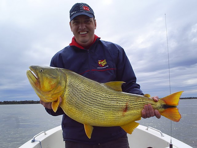 ROTA DA PESCA: PESCA DO DOURADO