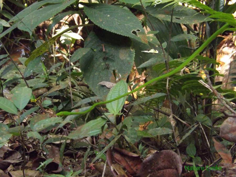 Nature Evoke: Milinduthalawa & Sinharaja Rain Forest (World Heritage ...