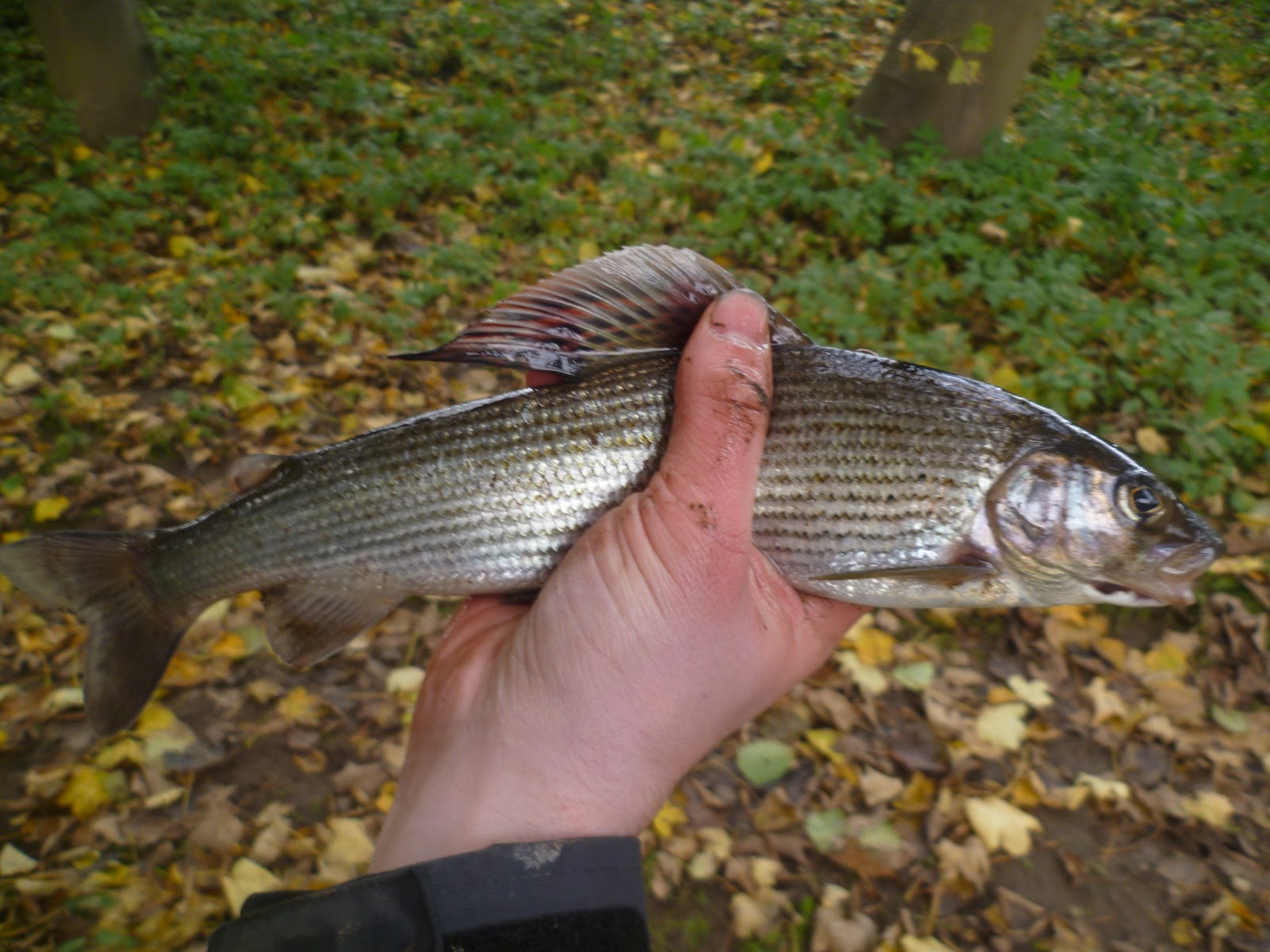 River Angler: Big river dace