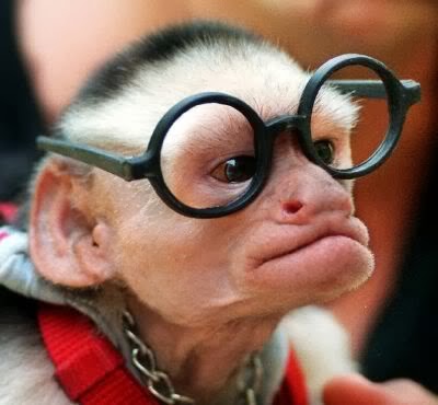 Cute Funny Animalz: Funny Monkey Man Nice Images 2013