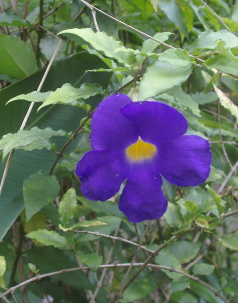 SYIMAMA PAGE: TAMAN BUNGA