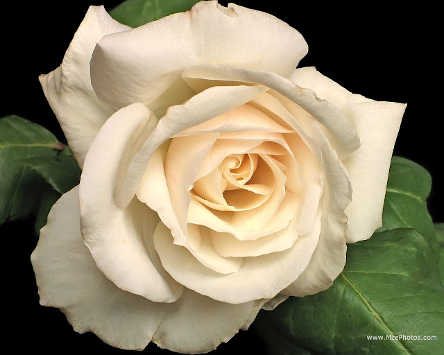 Email This BlogThis! Share to Twitter Share to Facebook Share to Pinterest