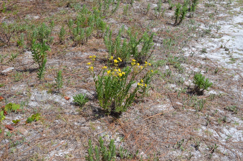 Space Coast Wildflowers: Wickham Park: Scrubland Goldenaster, Florida ...
