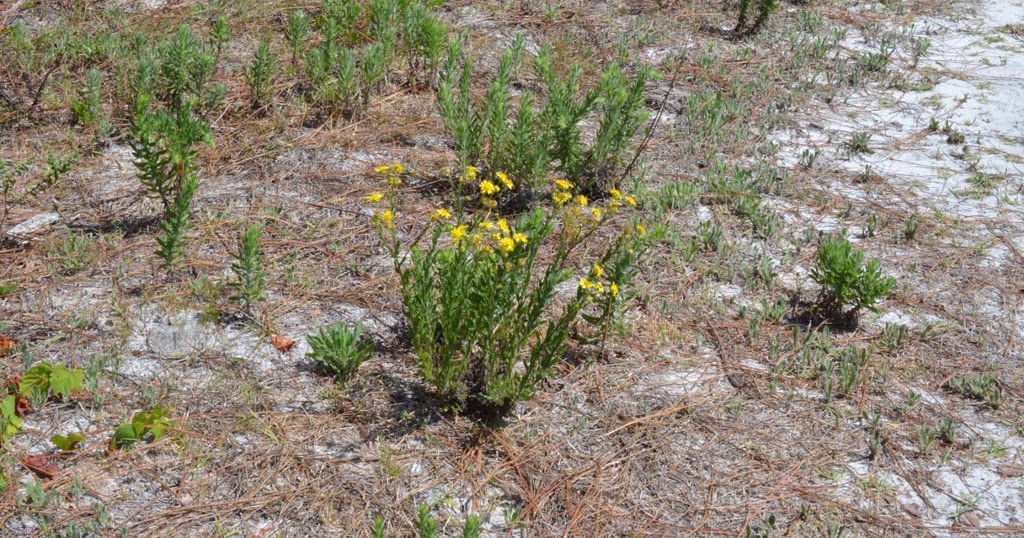 Space Coast Wildflowers: Wickham Park: Scrubland Goldenaster, Florida ...