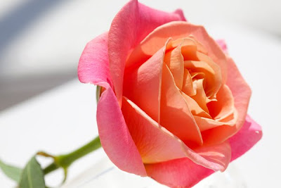 LA ROSA MISS PIGGY ELETTA MIGLIOR ROSA 2010 - Fiorista Mariangela