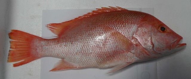 Fishing in Malaysia: Favourite fish species for offshore fishing in ...