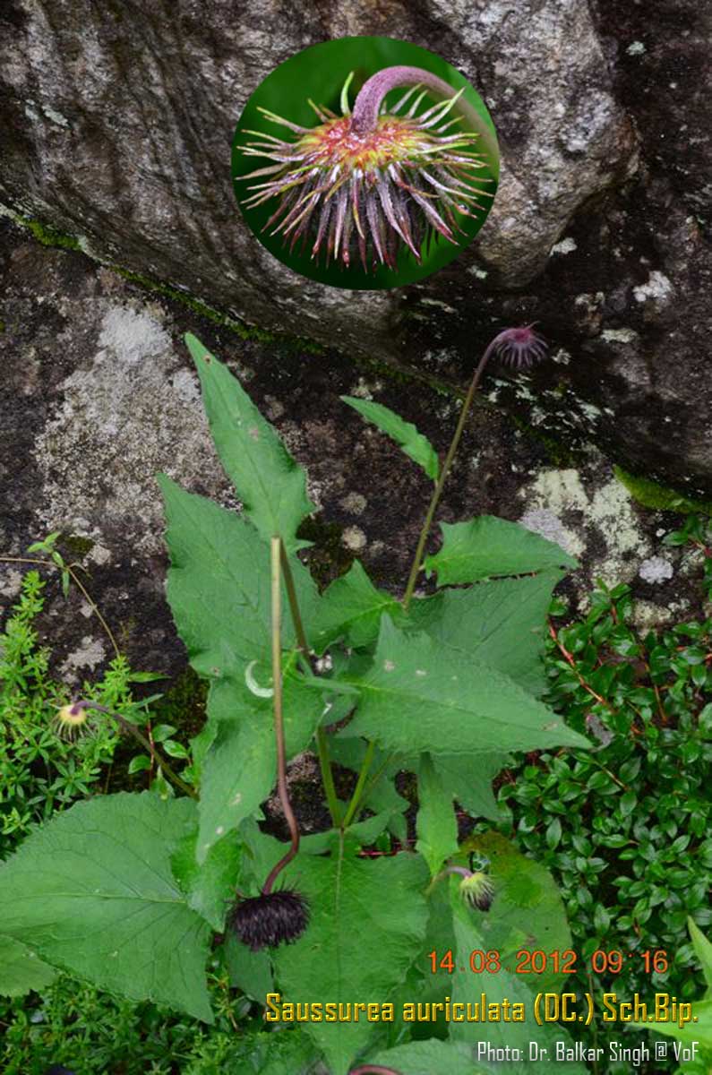 Medicinal Plants: Saussurea auriculata chengalva kostu Kushtha