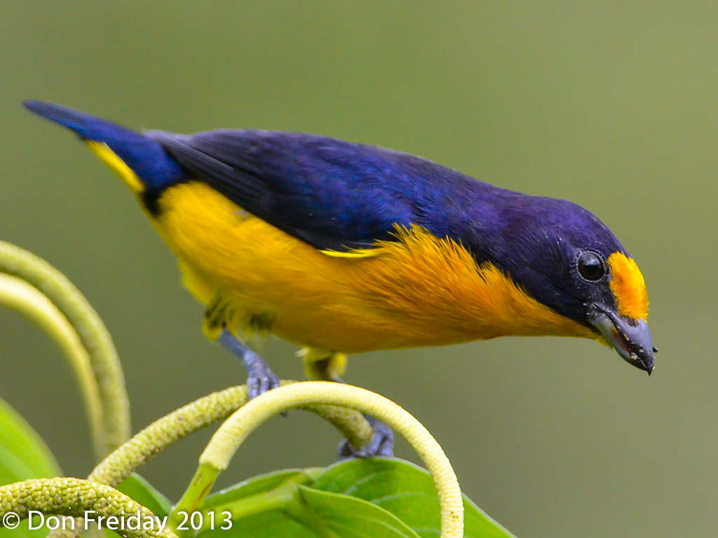 The Freiday Bird Blog: More from the Asa Wright Veranda