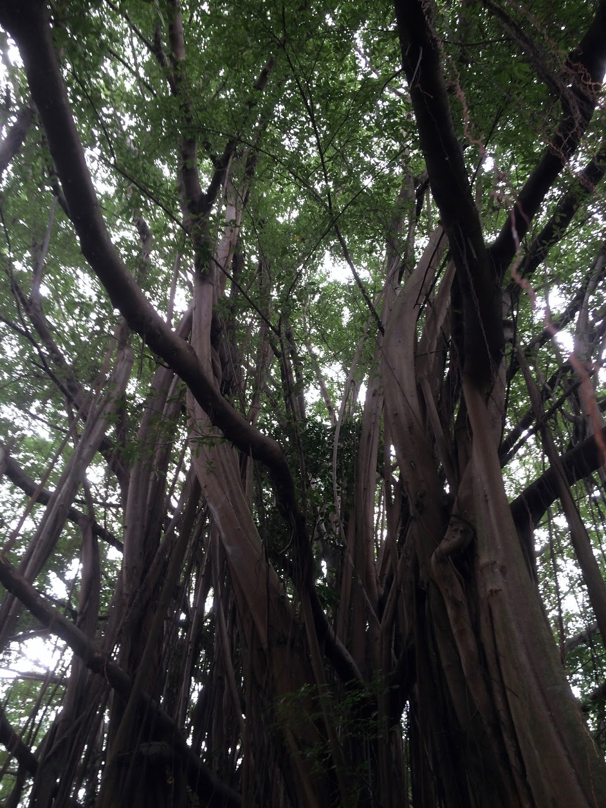 Mystical Banyan Treehouse @ Kallang Riverside Park; Singapore | Moonlit