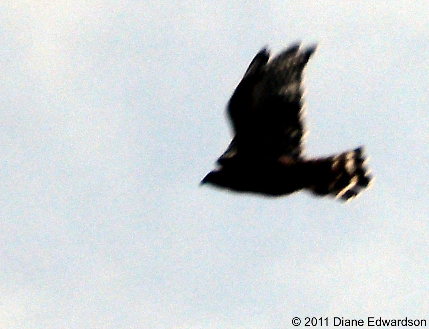 Corralitas Red Car Property: Red Car Property: Hawkwatch, They're ...