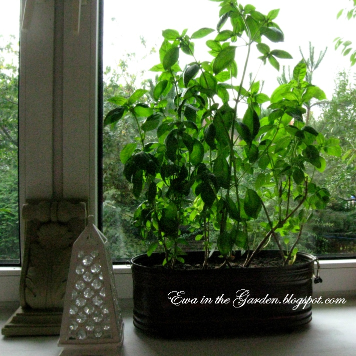 Ewa in the Garden: Trimming basil, crying basil