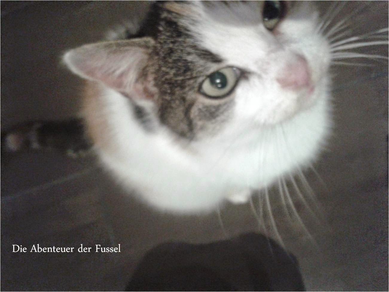 Die Abenteuer der Fussel