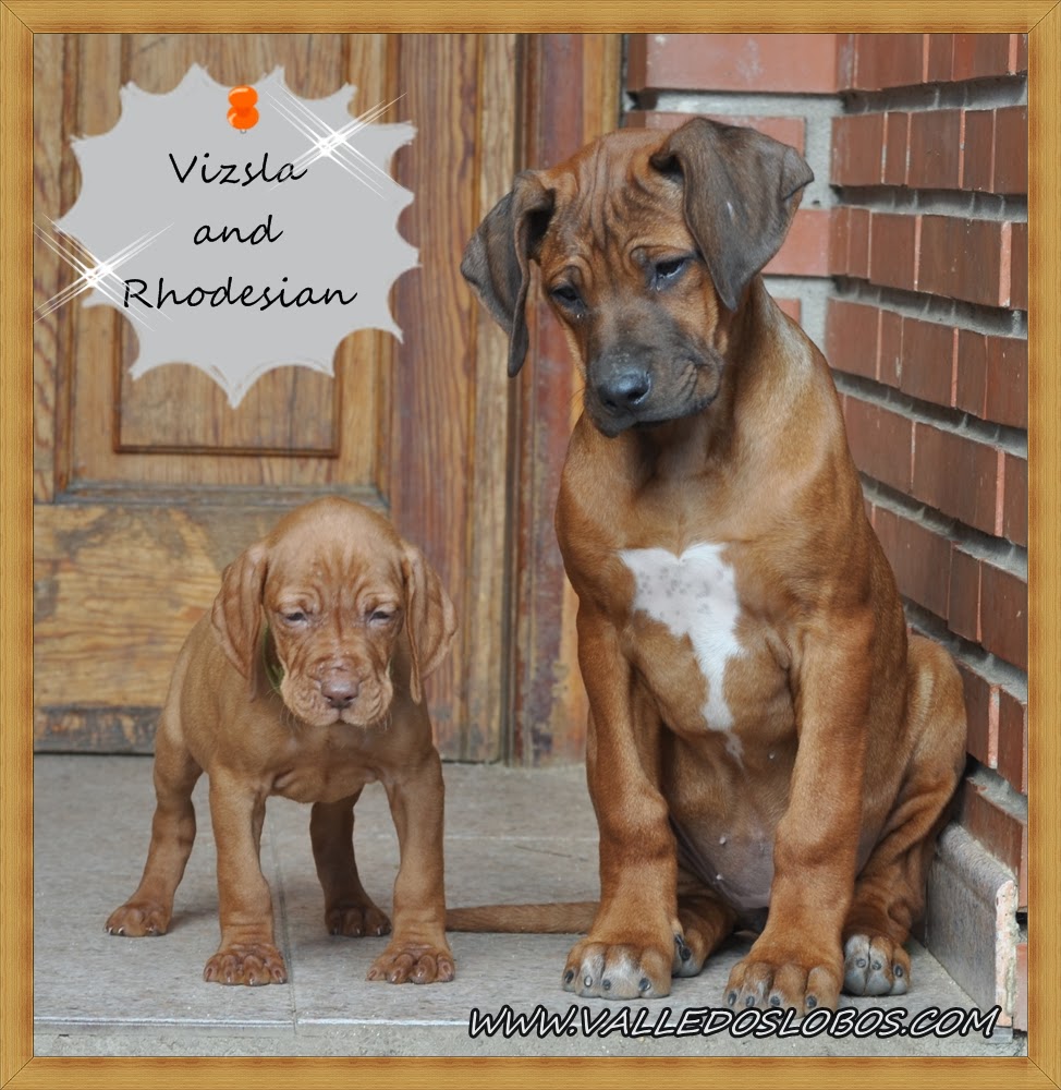 Rhodesian Ridgeback y Vizsla.VALLE DOS LOBOS.: CAMADA ACTUAL