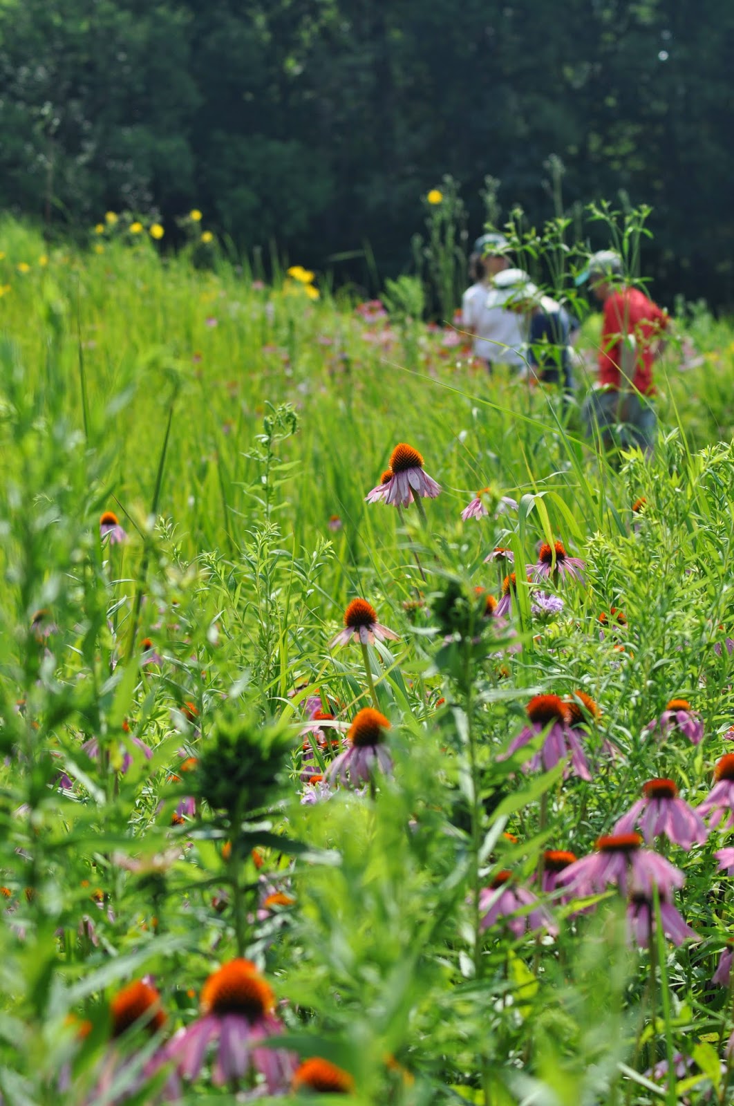 DIY Nature Science: Visiting Guy Denny's Ohio Prairie