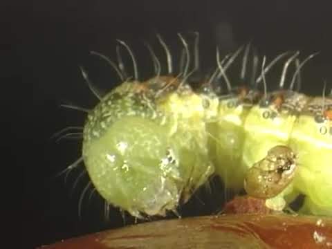 FITOSOFIA: HELIOTHIS VIRESCENS