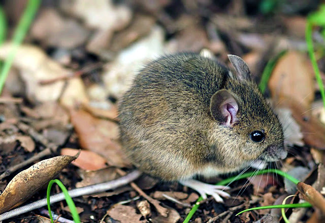 El Ratón de Campo 🔗 National Carpfishing