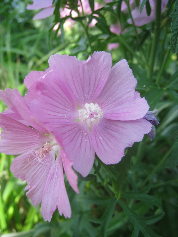 woke up, got out of bed.....: Pink Musk Mallow....Marvellous....