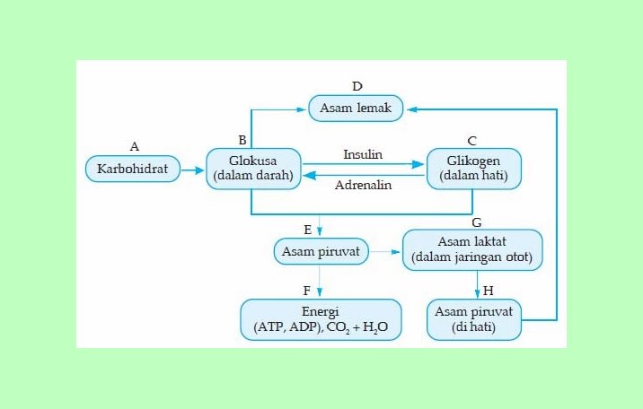 Karbohidrat : Pengertian, Fungsi, Metabolisme, Sumber