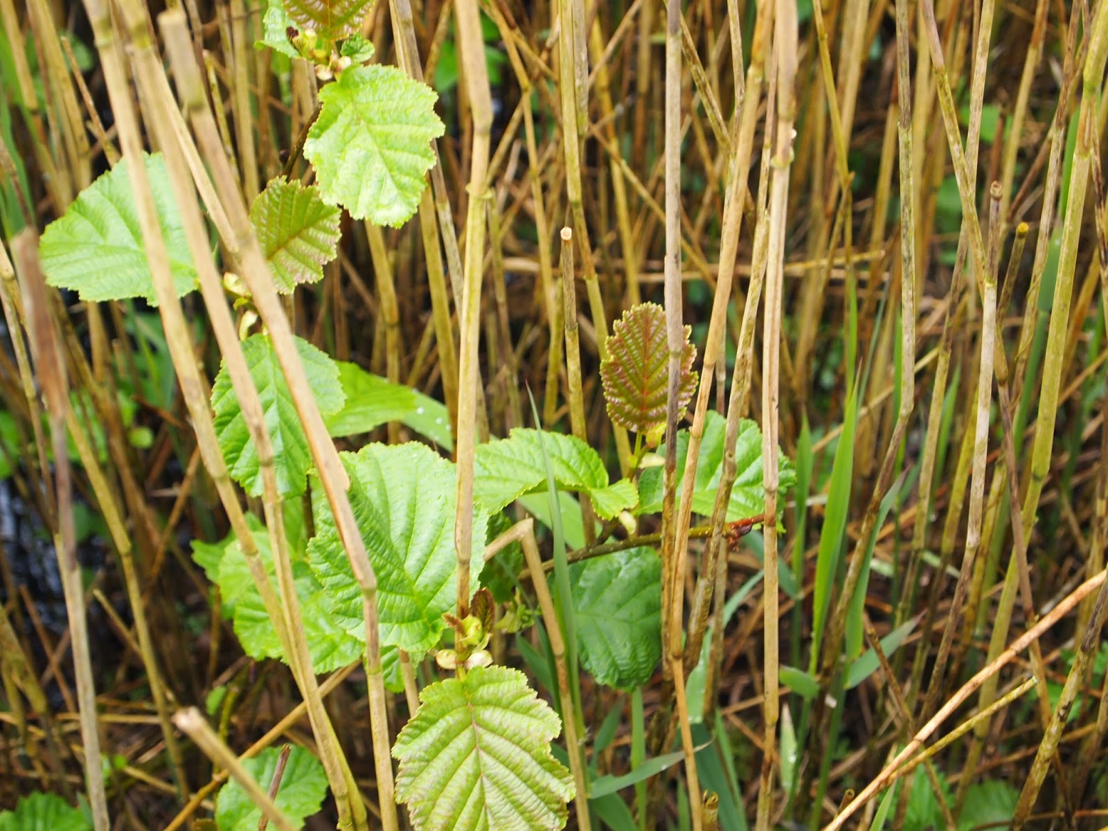 Plants Blog: Phragmites australis; Norfolk Reed