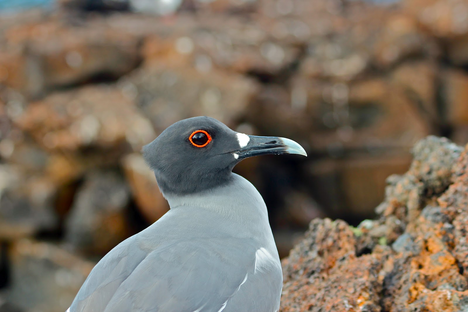 Nature Photography: Galapagos Birds