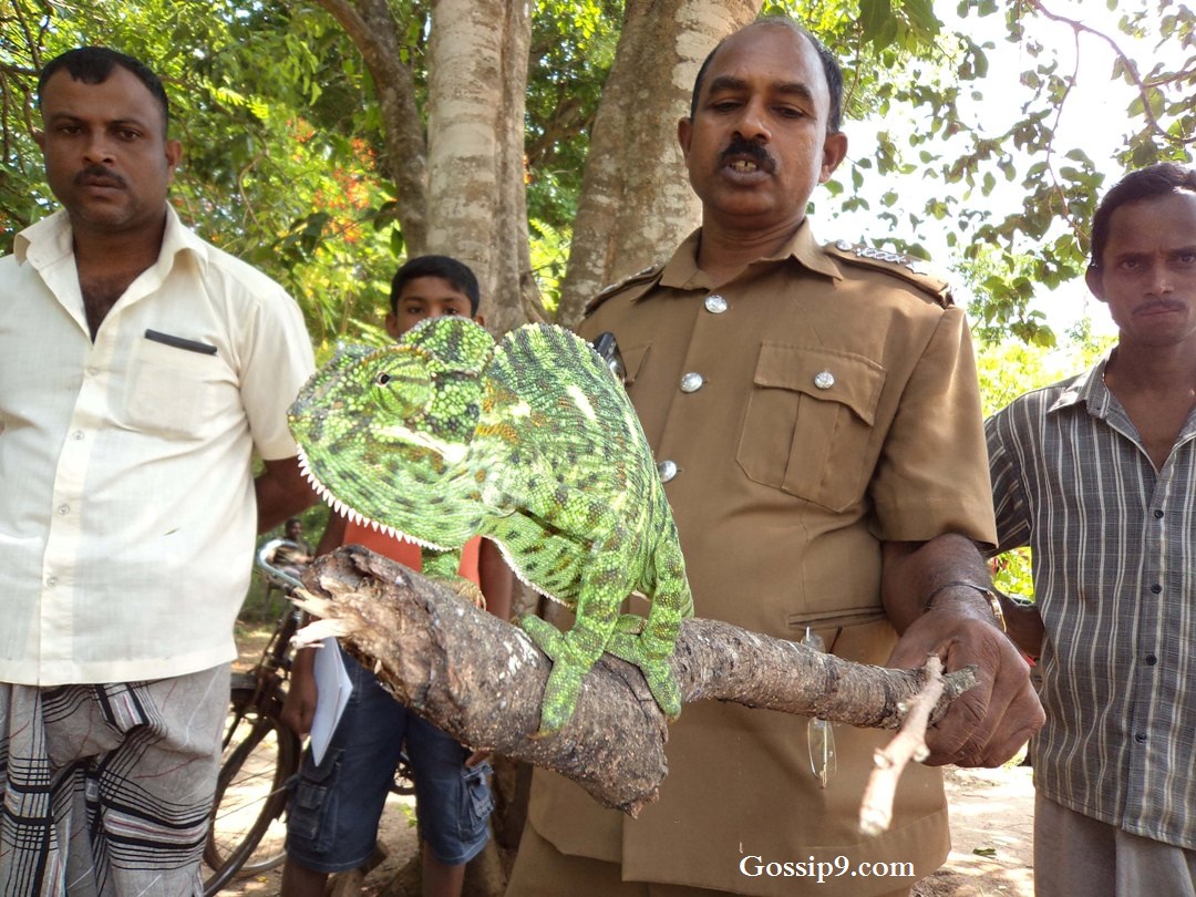 Lanka Gossip Site: ගල්ගමුවෙන් හමුවූ බෝදිලිමා