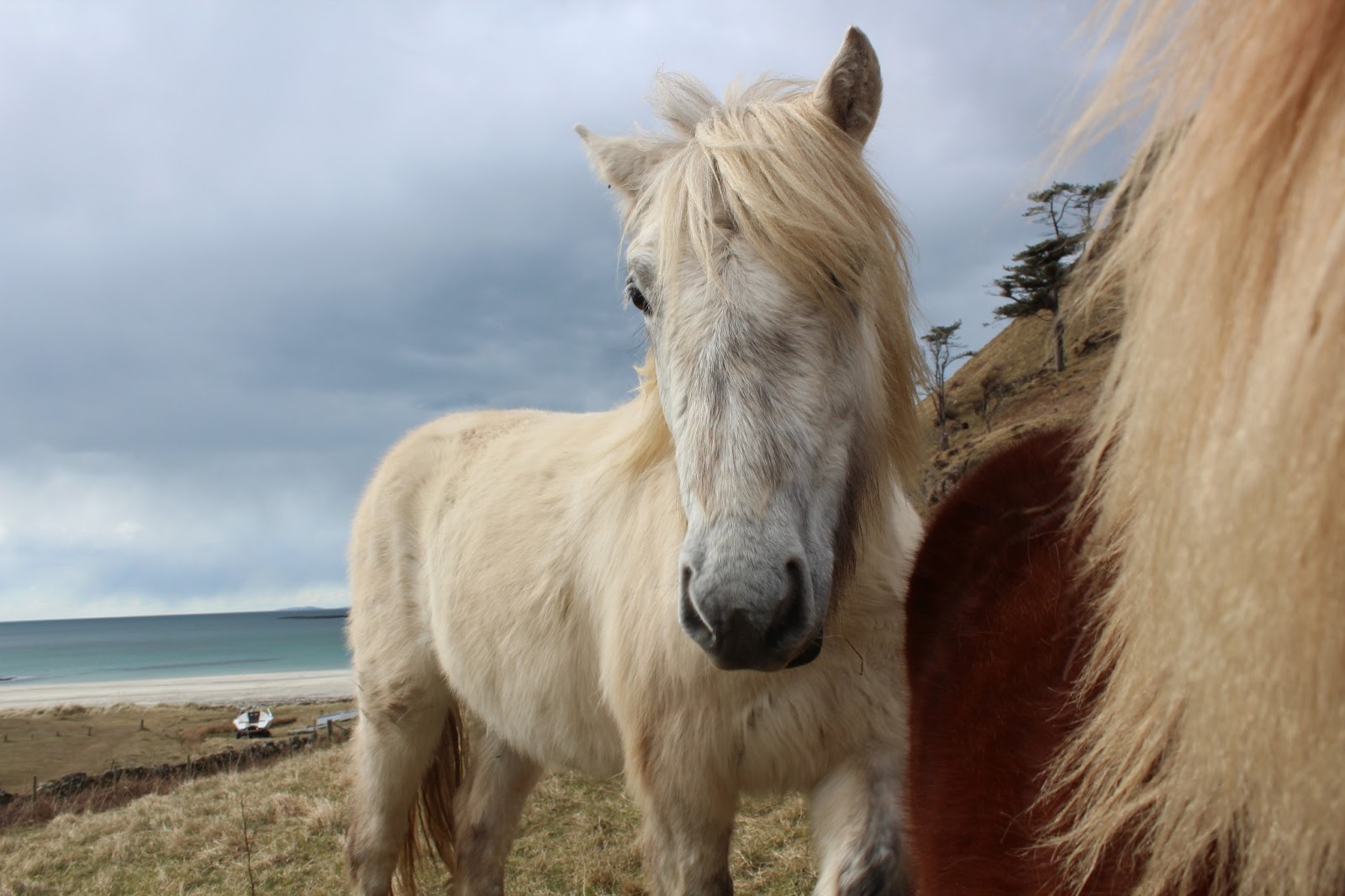 MilesIsland: Horses of Mull
