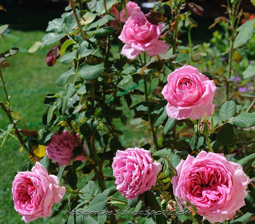 A Rose is a Rose...: Repotting Dame Edith Helen and A Windstorm