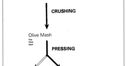 Flow Chart Showing the Process of Olive Oil Extraction