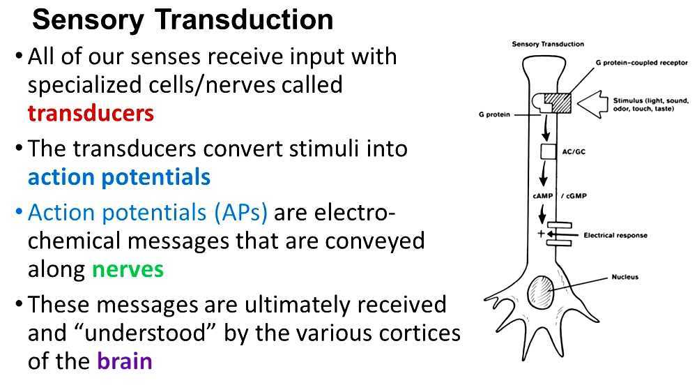 Transduction (physiology)