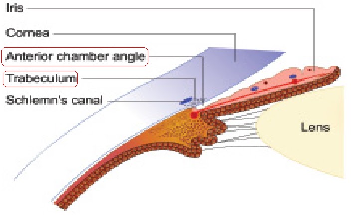 MBBS DOCTORS: What is Glaucoma