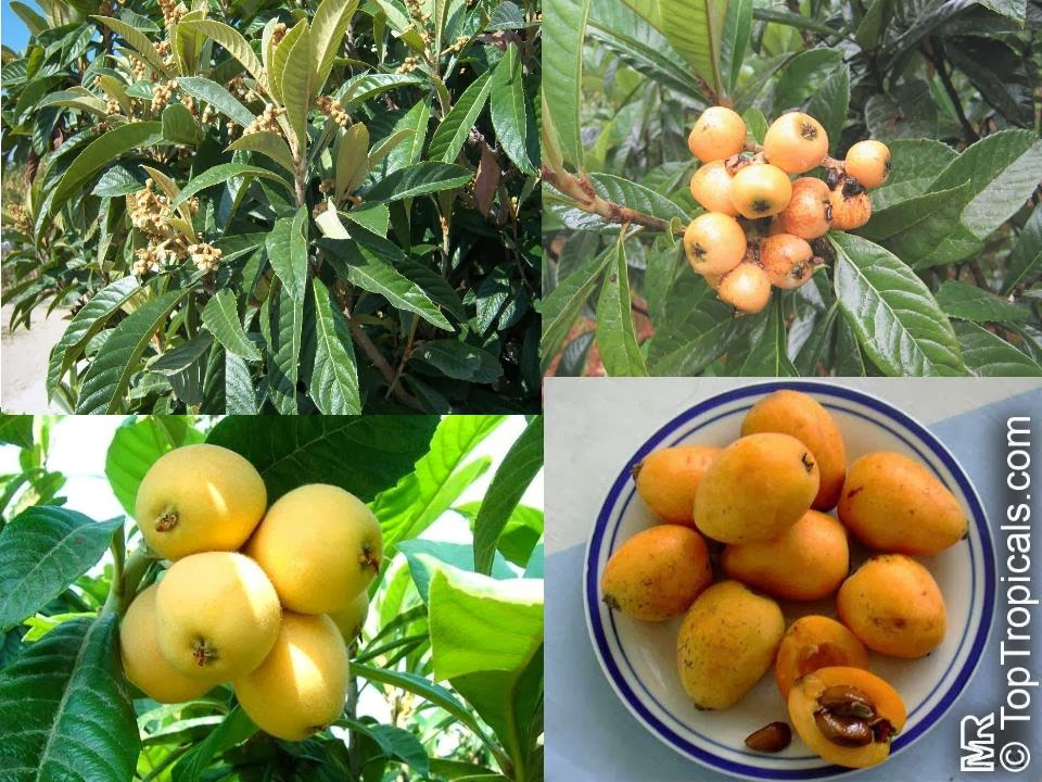 CIÊNCIA & VIDA: Os Benefícios da Nêspera para a Sua Saúde