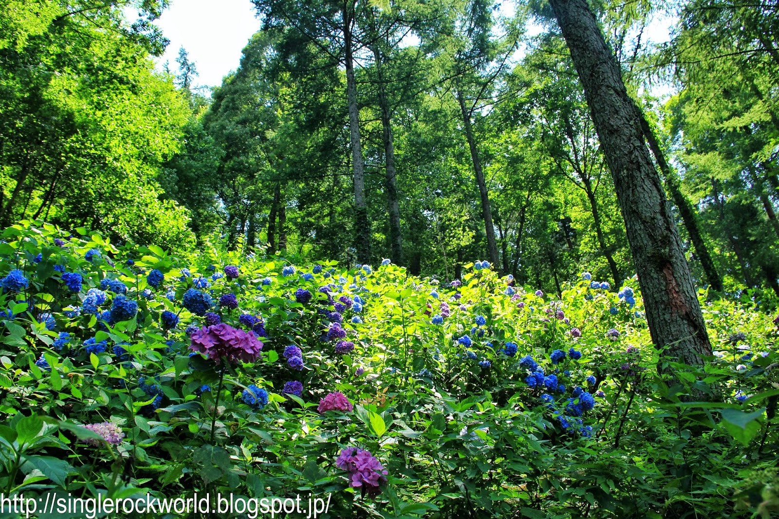 100,000 Hydrangeas in full bloom, Tenjoyama Park, Yamanashi, Japan ...