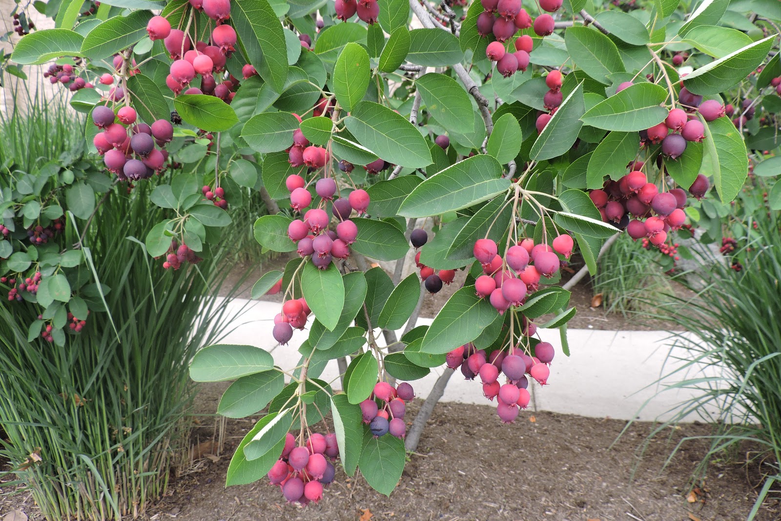 Capital Naturalist by Alonso Abugattas: Serviceberries - Juneberries