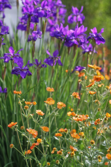 VW Garden: Early June Scenes 2017