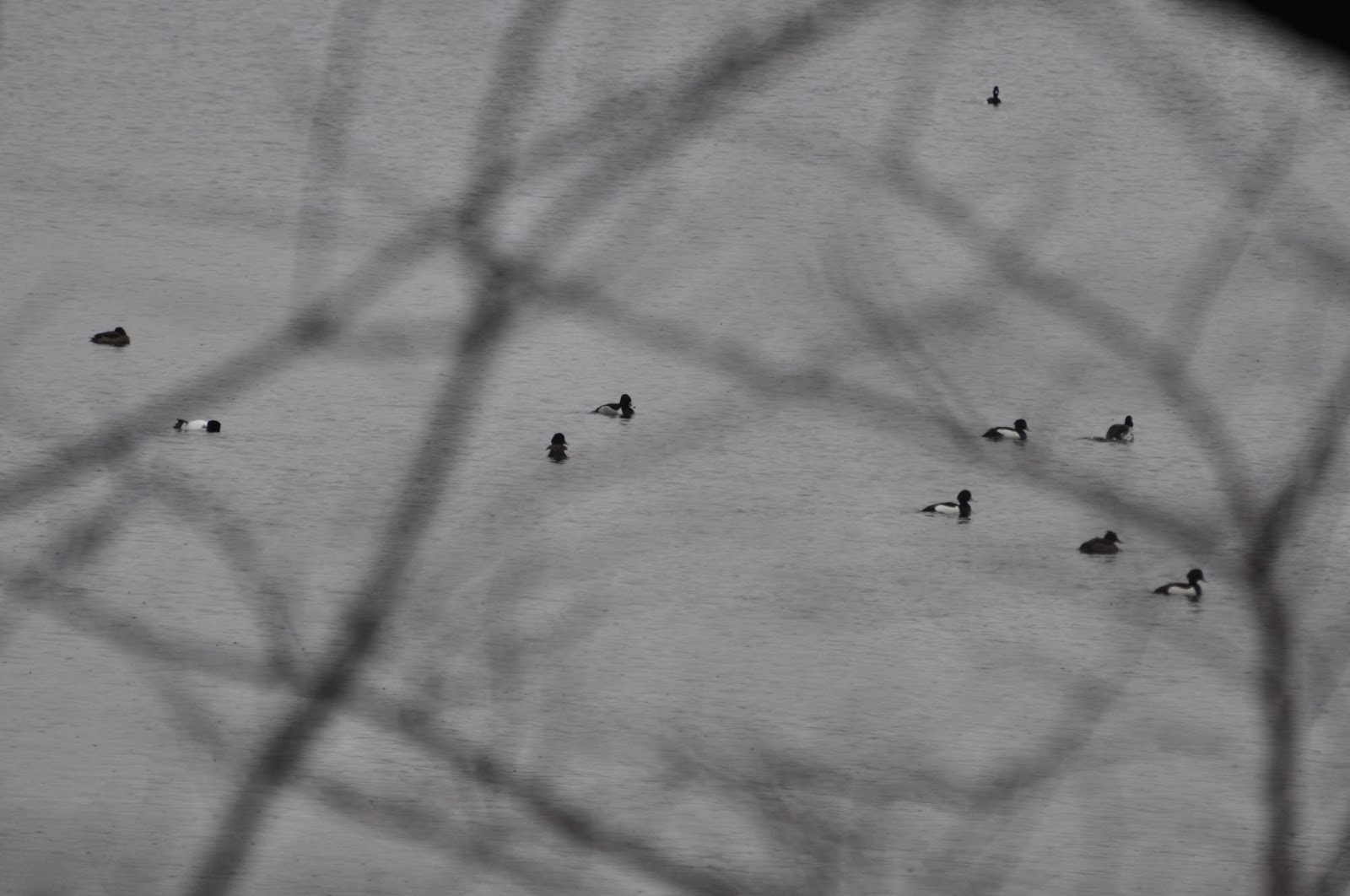 CARL CHRISTIAN TOFTE BLOG: CARL ÆDLER