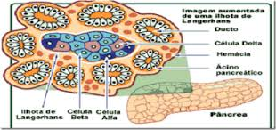 Orgánulos de la celula animal: CELULAS DEL PANCREAS