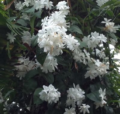 Gambar Bunga Melati Manakah Yang Paling Indah? - Ragam Tanaman